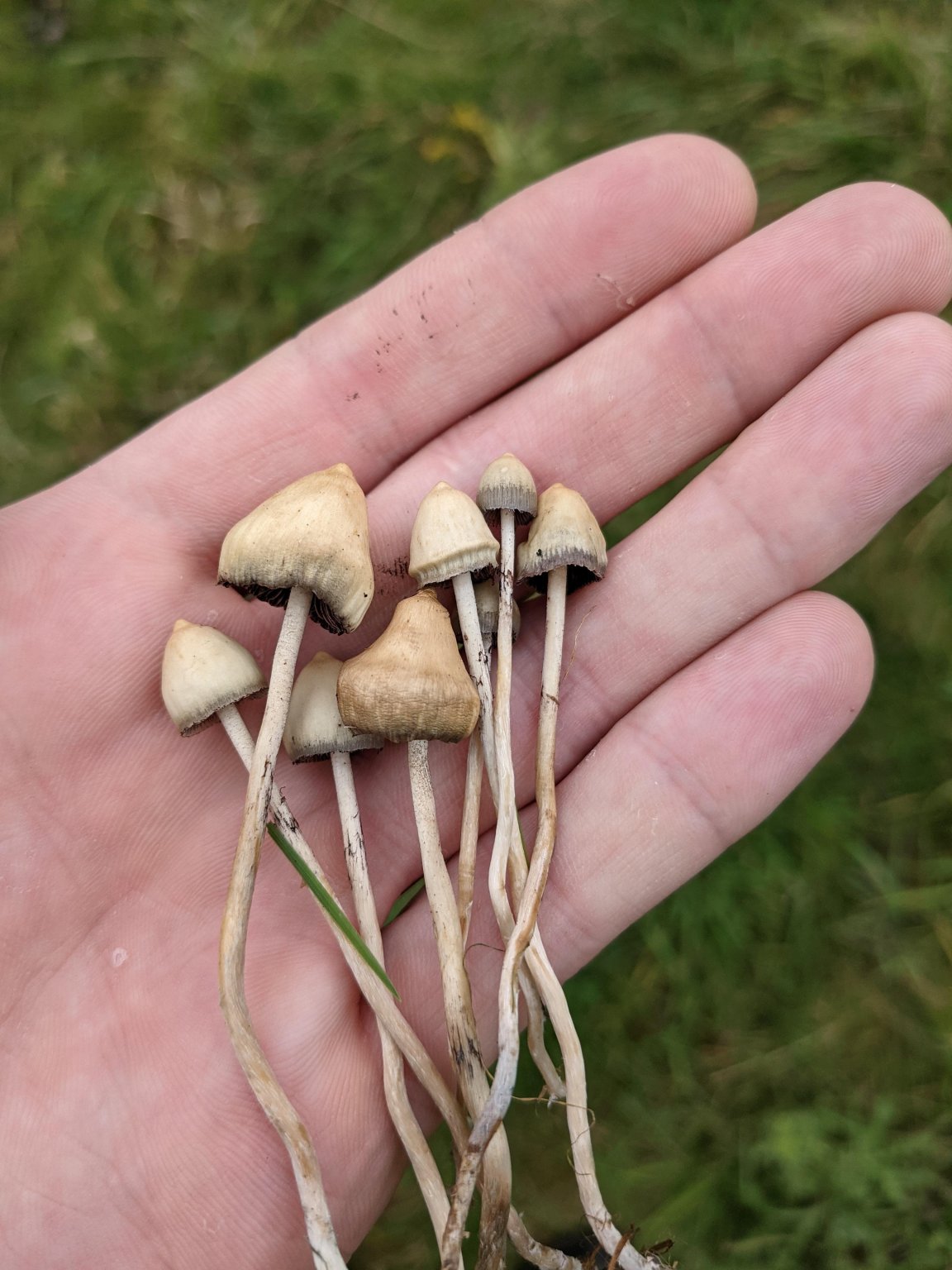 5 Types Of Psilocybin Mushroom That Grow Wild In The UK – MushiesUK
